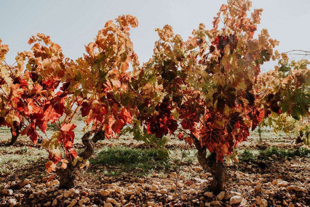 ¿Qué es la filoxera y cómo afectó al viñedo? | #DeCosechaPropia